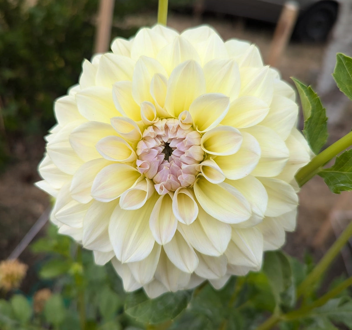 Alloway Cottage — Rainbow Patch Dahlias