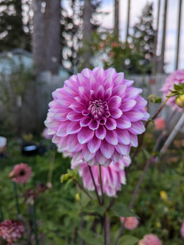 Amelia Bedelia — Rainbow Patch Dahlias
