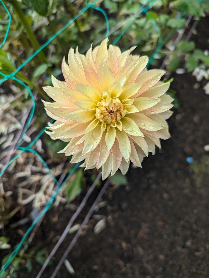 Camano Pet (limit 1) — Rainbow Patch Dahlias