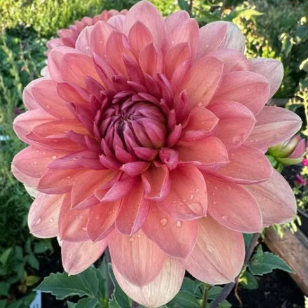 Chateau de la Bourdaisiere (limit 1) — Rainbow Patch Dahlias