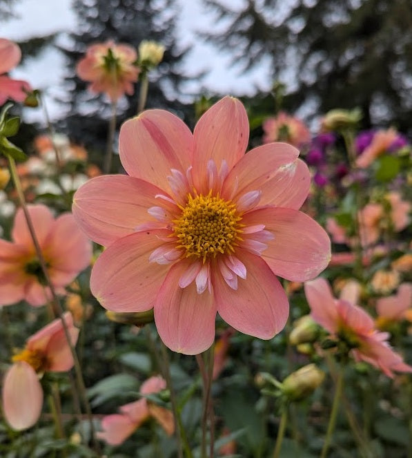 Destiny's Evah — Rainbow Patch Dahlias