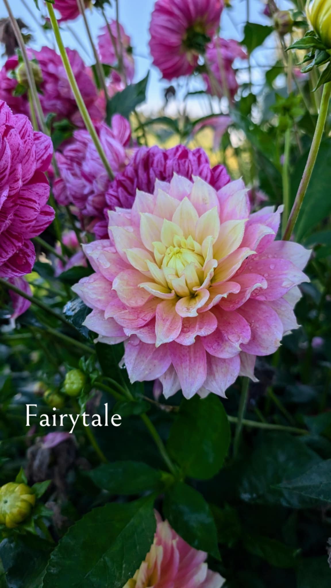 Fairytale — Rainbow Patch Dahlias