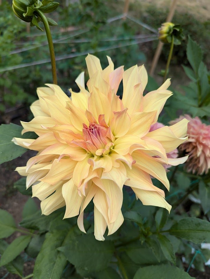 Helena Rutherfurd Ely — Rainbow Patch Dahlias