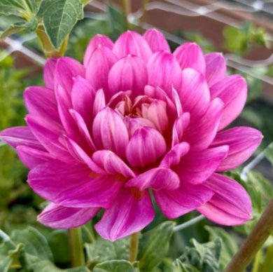 Hollyhill Pink Martini (limit 1) — Rainbow Patch Dahlias