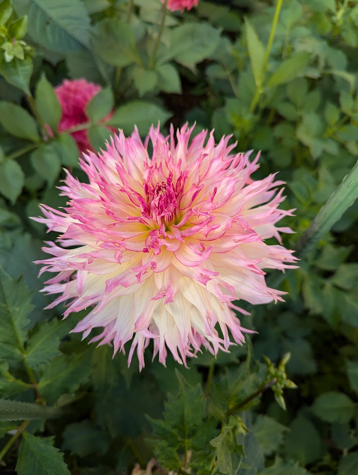 Jennie — Rainbow Patch Dahlias
