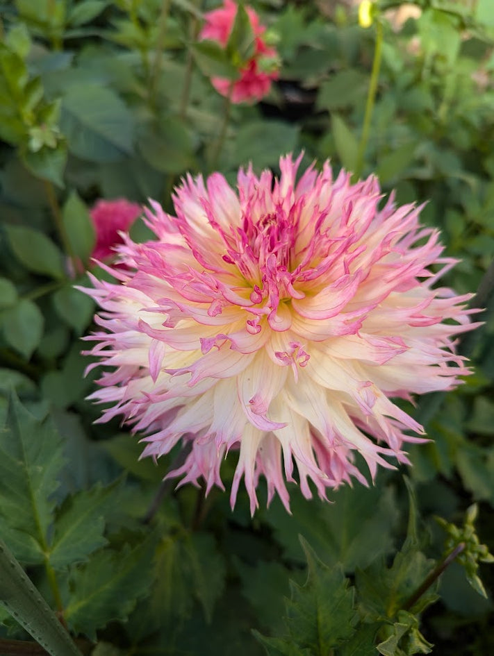 Jennie — Rainbow Patch Dahlias