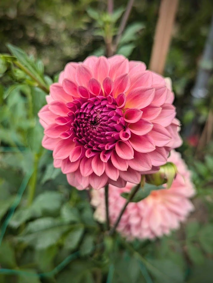 Levi's Blue Smoke — Rainbow Patch Dahlias