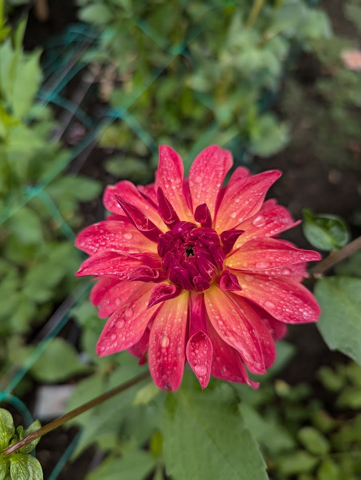 Miss Prissy (limit 1) — Rainbow Patch Dahlias