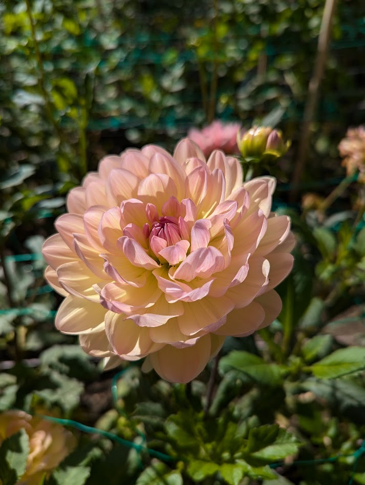 Sandia Bliss (limit 1) — Rainbow Patch Dahlias