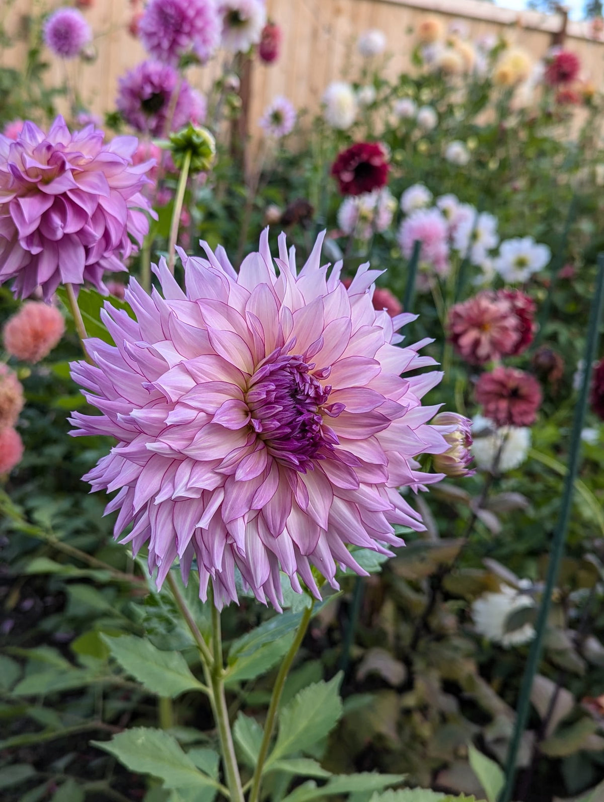 Veca Lucia (limit 1) — Rainbow Patch Dahlias