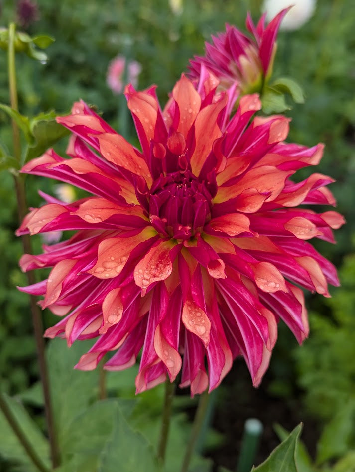Vista Minnie — Rainbow Patch Dahlias