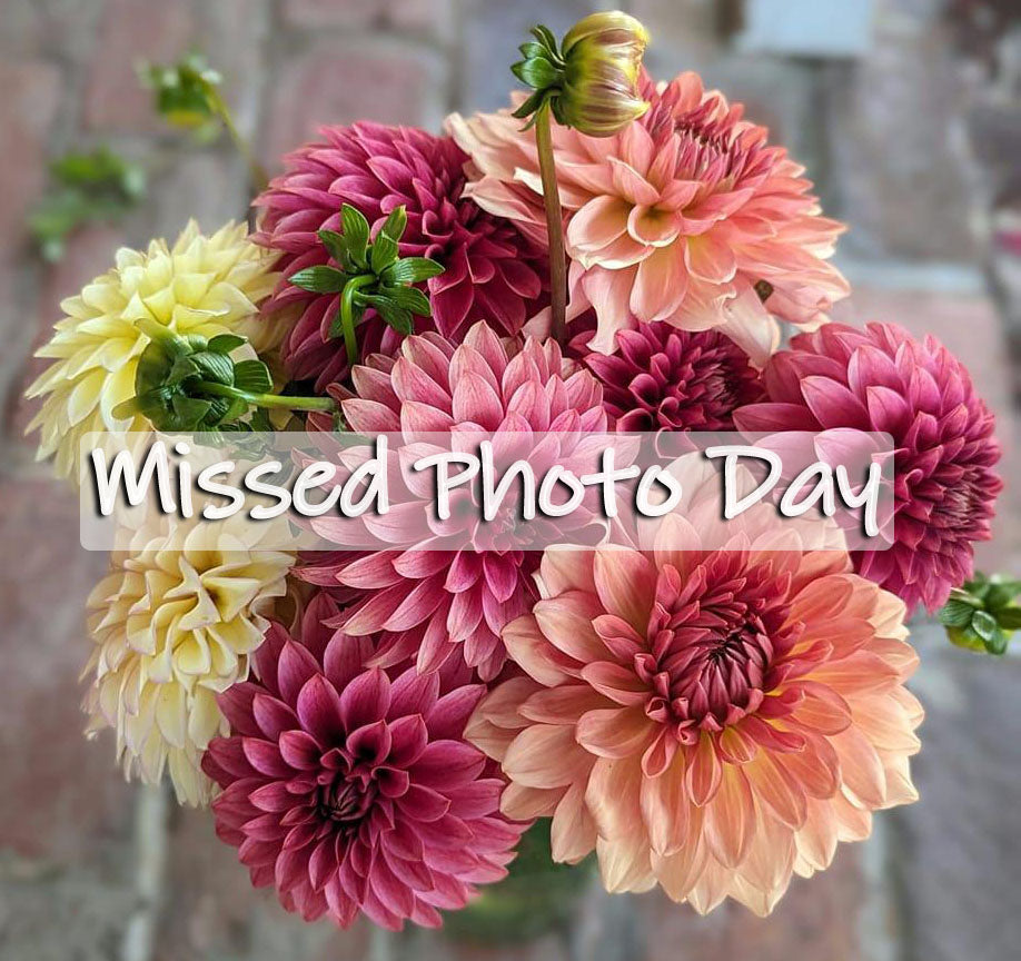 Lee's Papaya — Rainbow Patch Dahlias